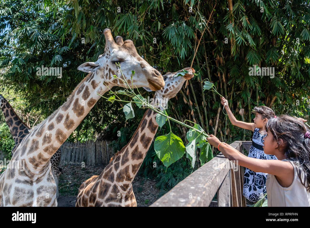 latin family feeding giraffe in Guatemalan zoo Stock Photo - Alamy