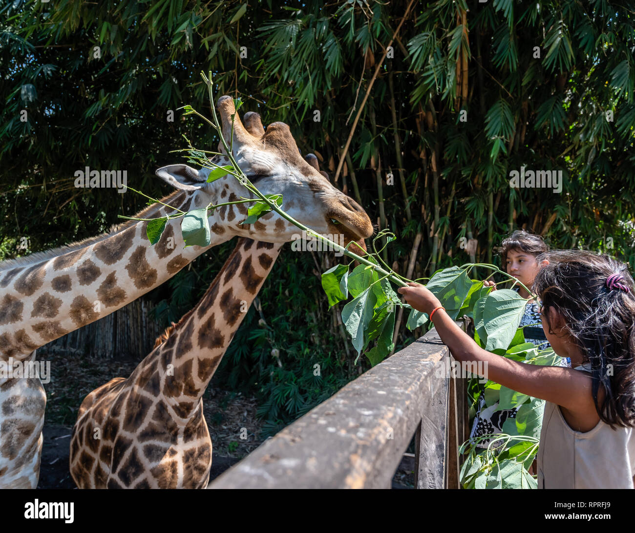 latin family feeding giraffe in Guatemalan zoo Stock Photo - Alamy