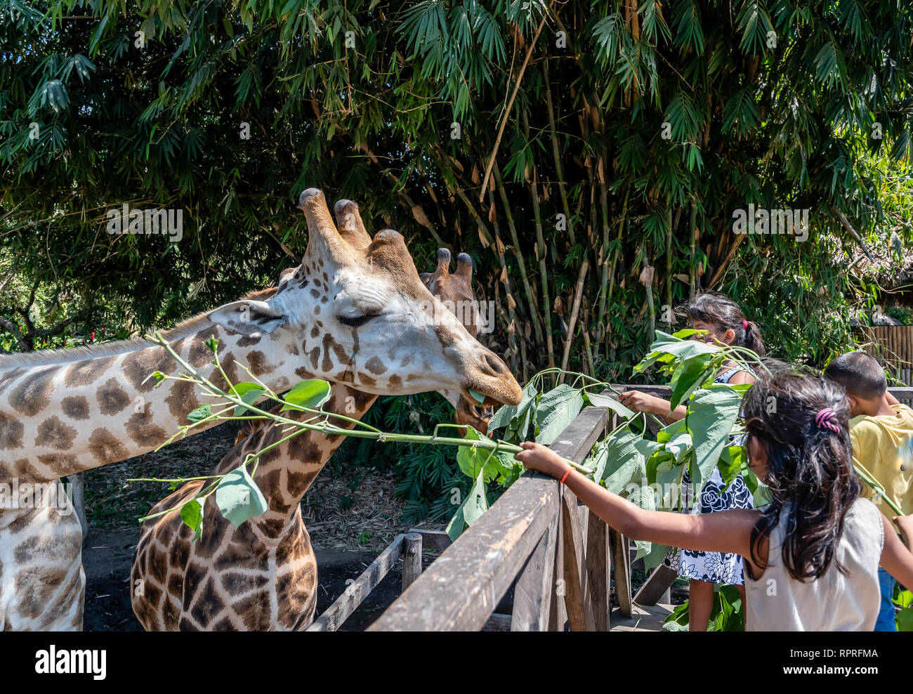 latin family feeding giraffe in Guatemalan zoo Stock Photo - Alamy