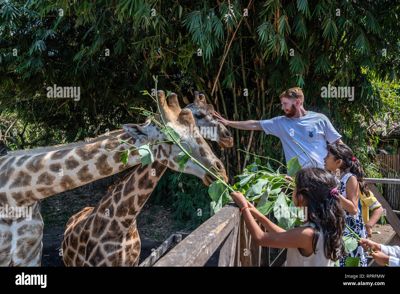 latin family feeding giraffe in Guatemalan zoo Stock Photo - Alamy