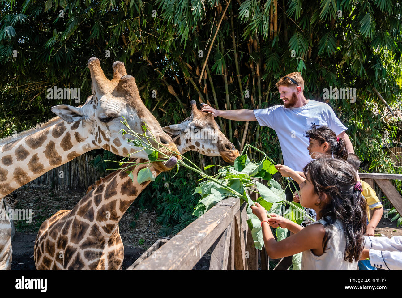 latin family feeding giraffe in Guatemalan zoo Stock Photo - Alamy