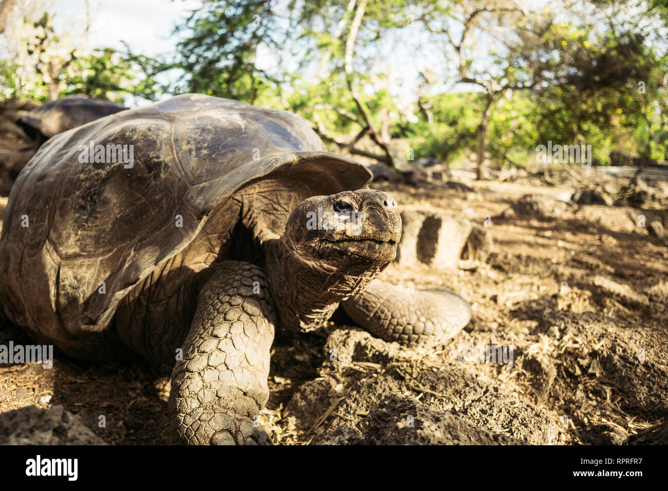 Galapagos Animal Giant Tortoise Stock Photo - Alamy
