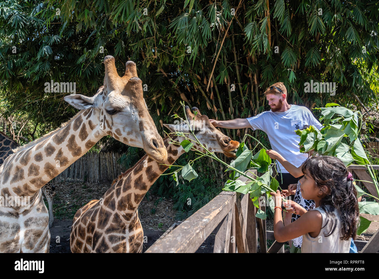 latin family feeding giraffe in Guatemalan zoo Stock Photo - Alamy