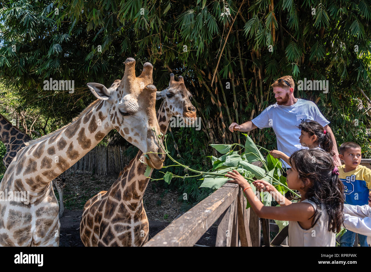 latin family feeding giraffe in Guatemalan zoo Stock Photo - Alamy