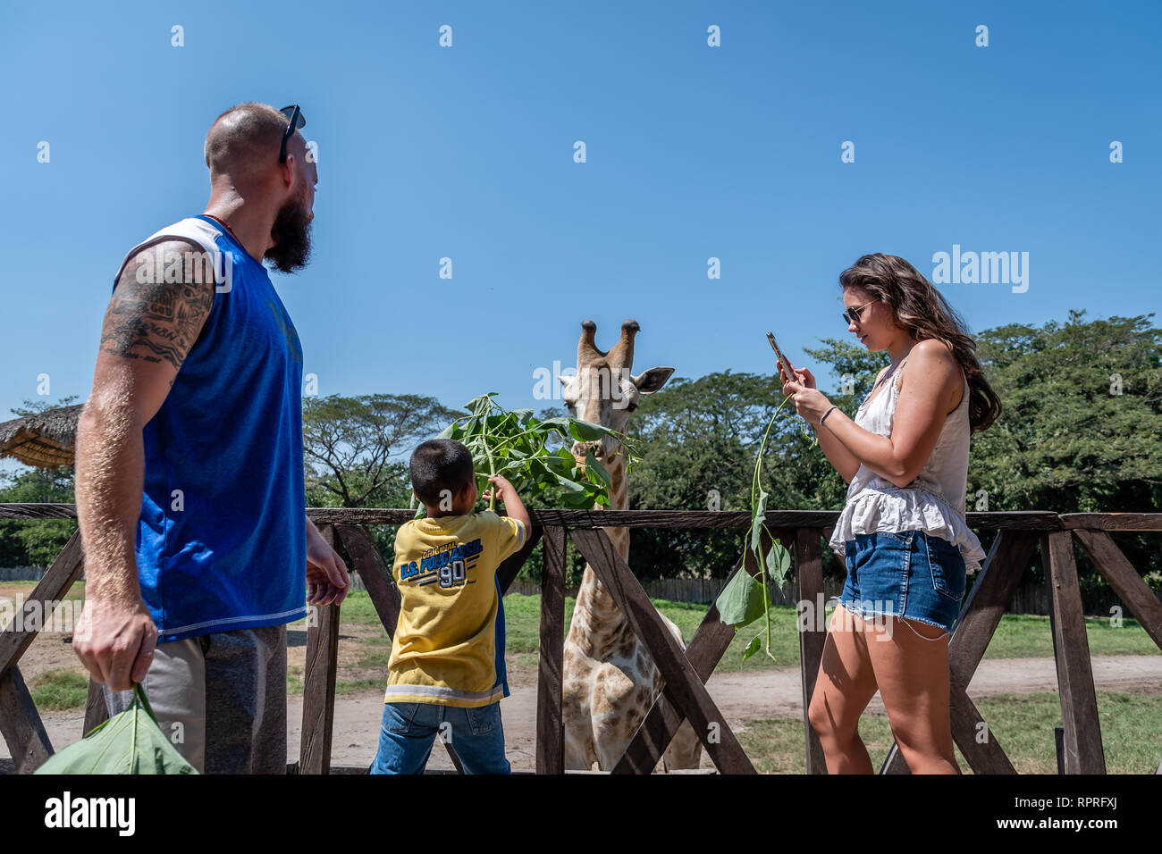 latin family feeding giraffe in Guatemalan zoo Stock Photo - Alamy