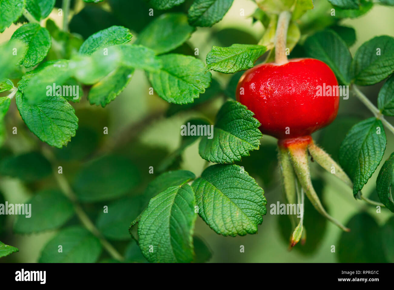 Red Rose Hip Or Rosehip, Also Called Rose Haw And Rose Hep, Is ...