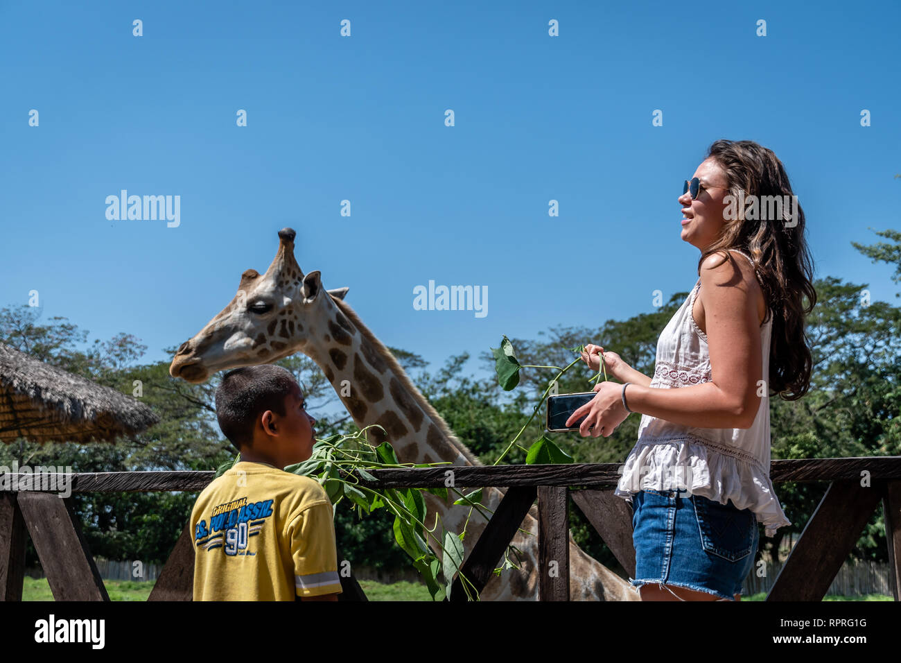 latin family feeding giraffe in Guatemalan zoo Stock Photo - Alamy