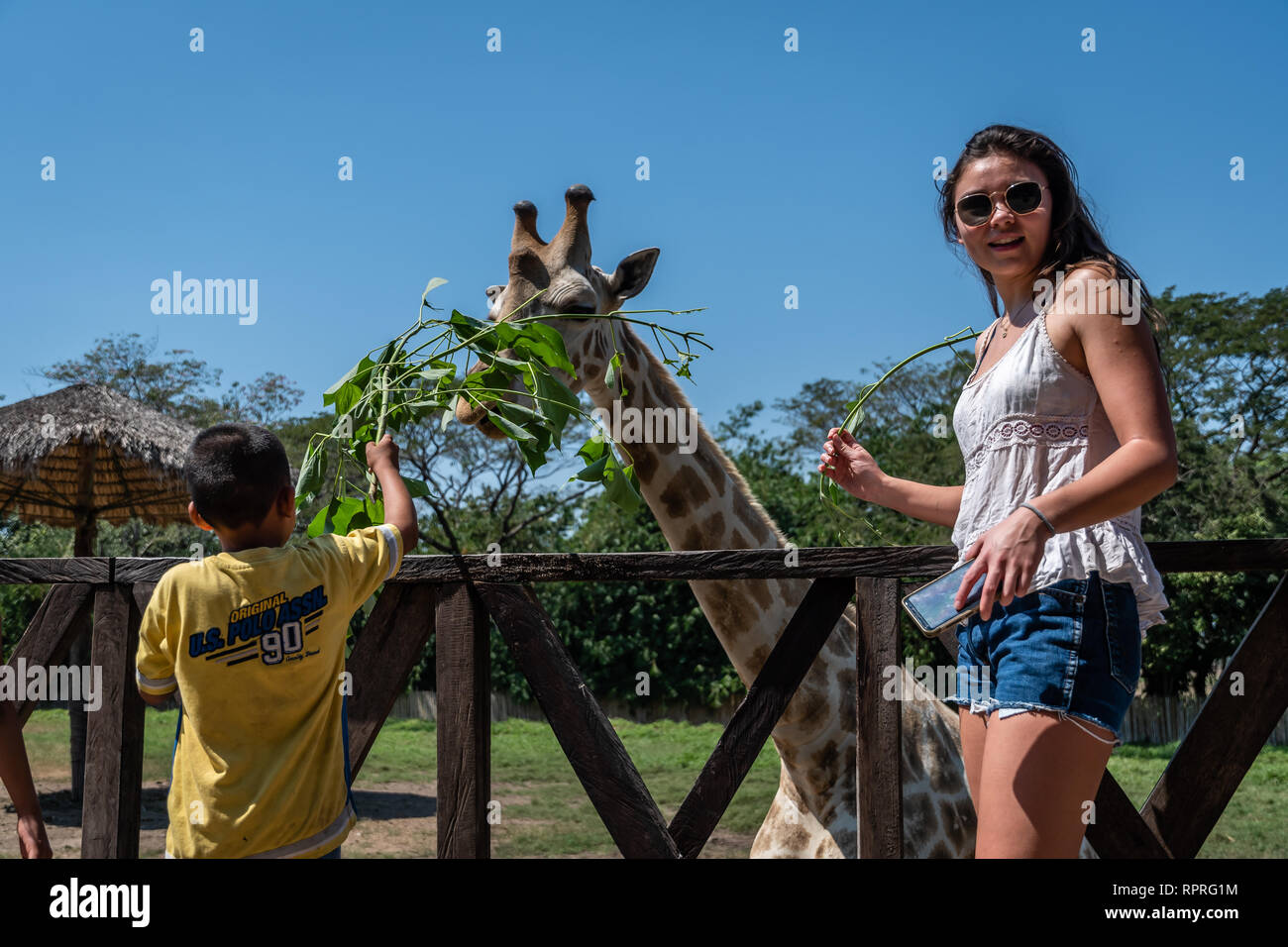 latin family feeding giraffe in Guatemalan zoo Stock Photo - Alamy