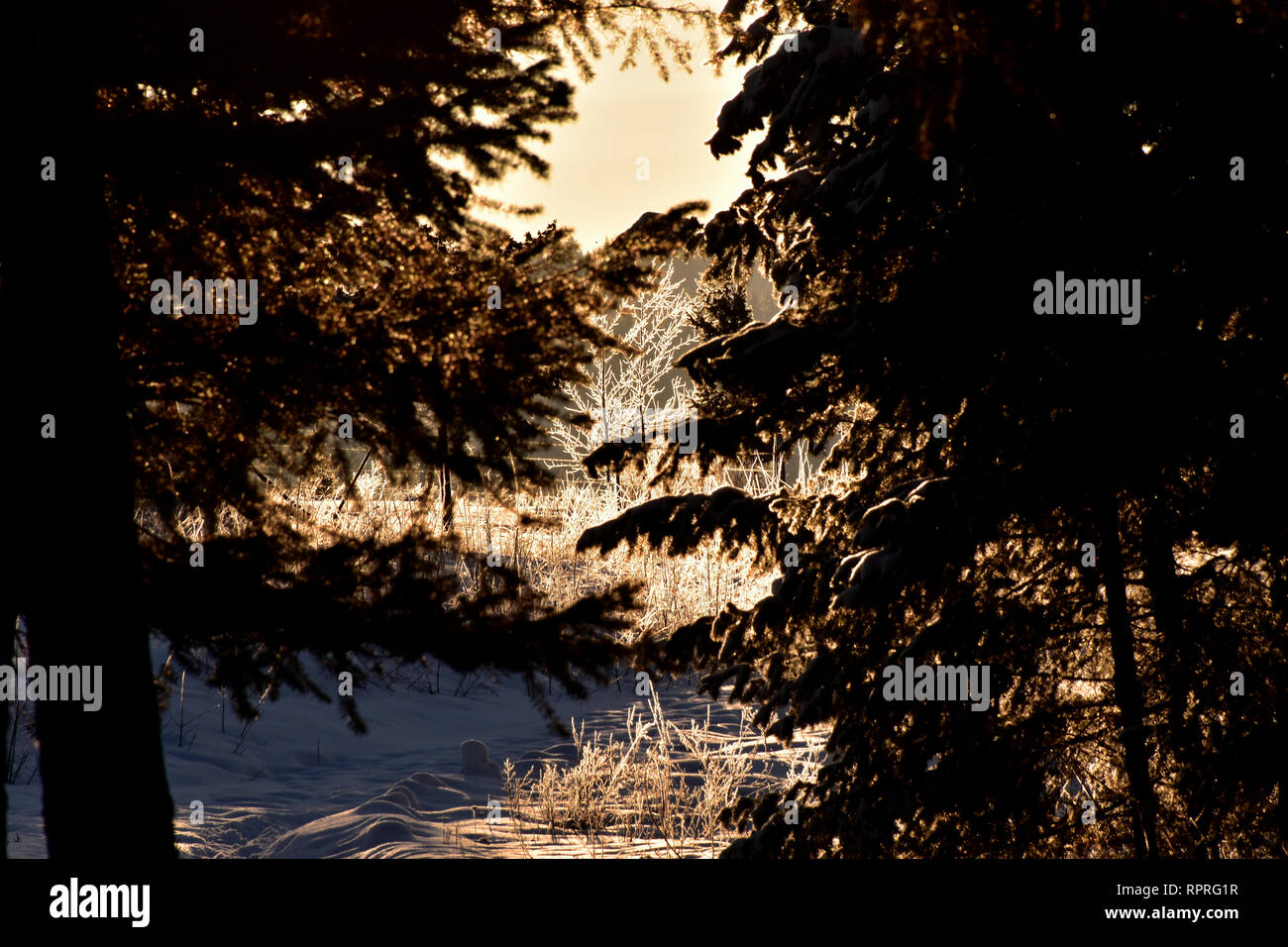 Winter stroll in the forest Stock Photo - Alamy