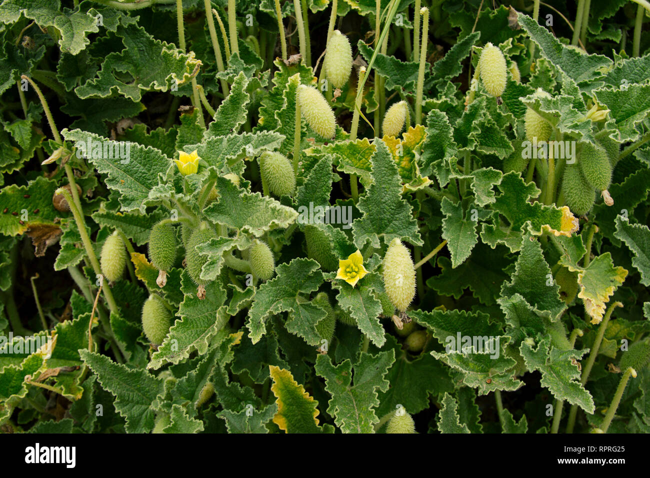 Squirting cucumber hi-res stock photography and images - Alamy