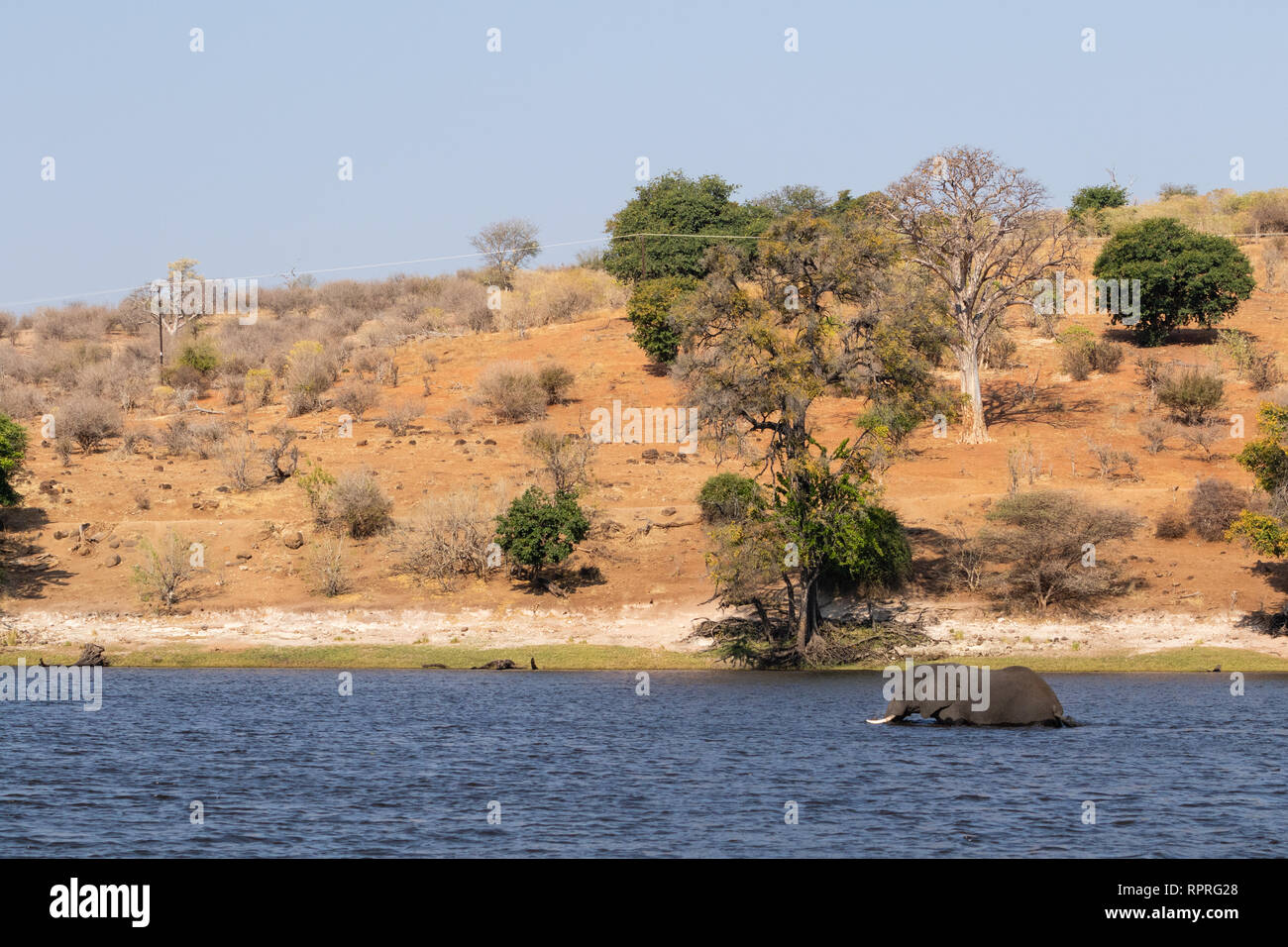 A wide angle shot of an elephant walking into the river, Chobe National ...