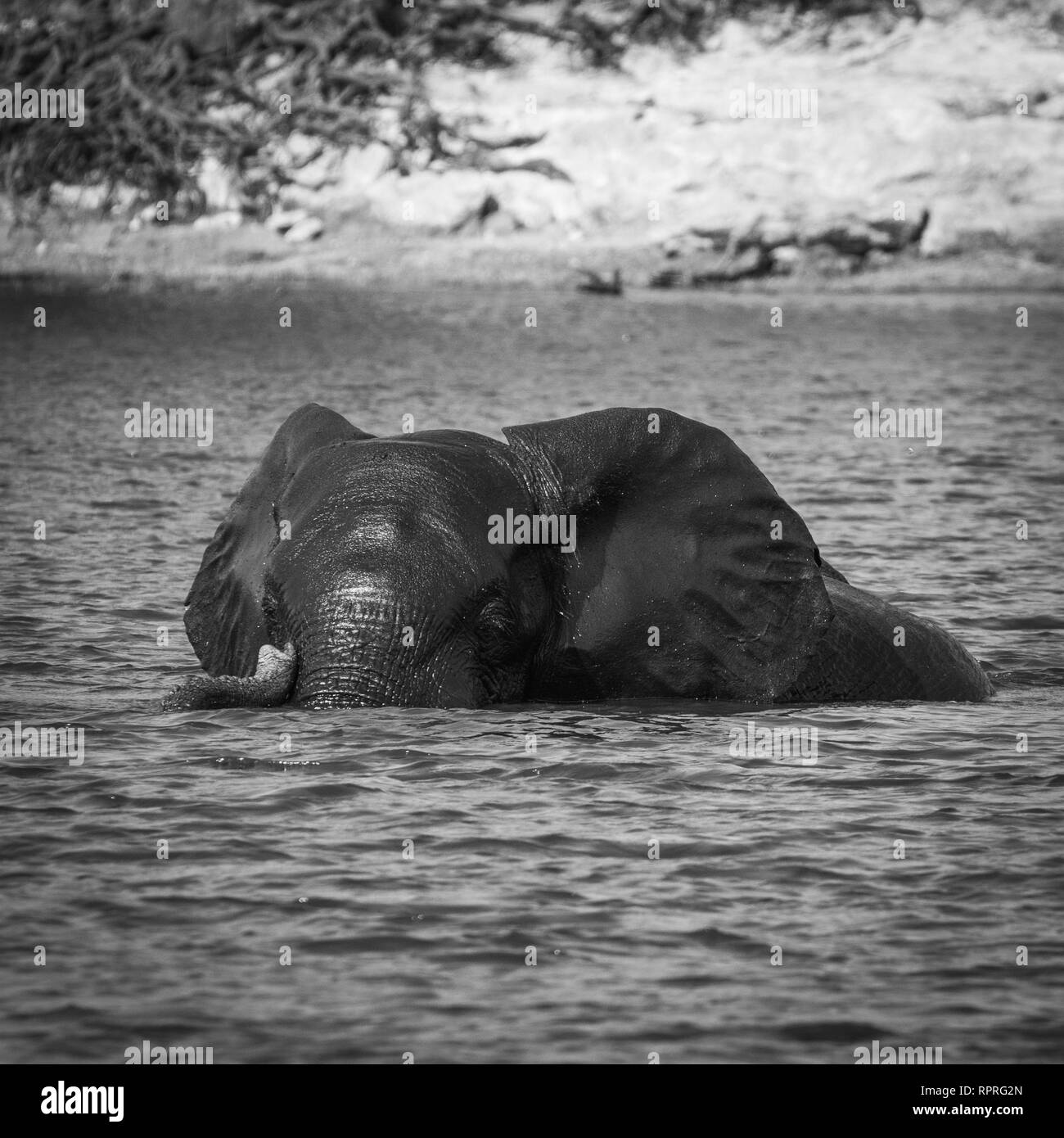 An elephant playing and swimming in the river, fully submerged, Chobe ...