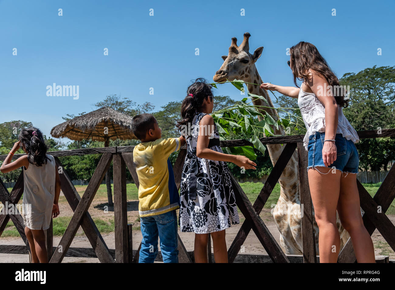 latin family feeding giraffe in Guatemalan zoo Stock Photo - Alamy