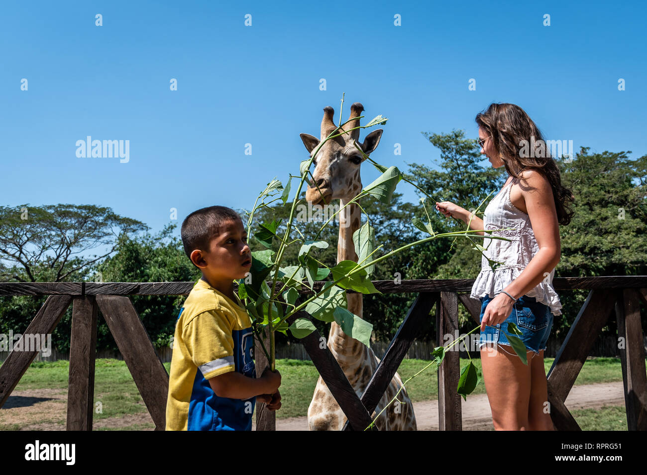 latin family feeding giraffe in Guatemalan zoo Stock Photo - Alamy