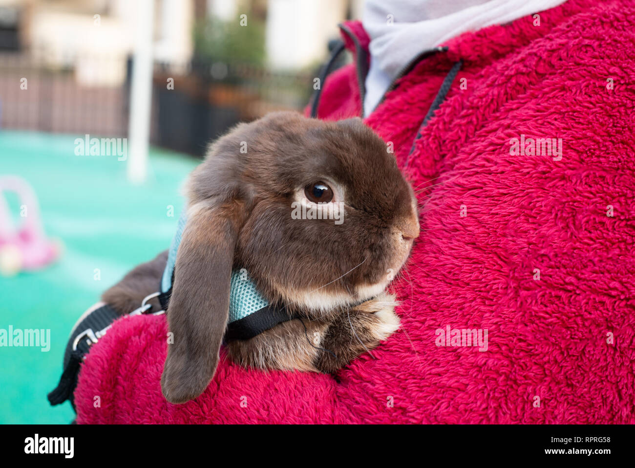 Zoo bunny hi-res stock photography and images - Alamy