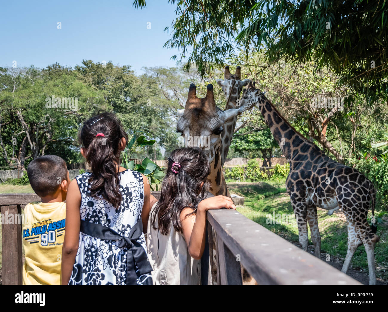 latin family feeding giraffe in Guatemalan zoo Stock Photo - Alamy