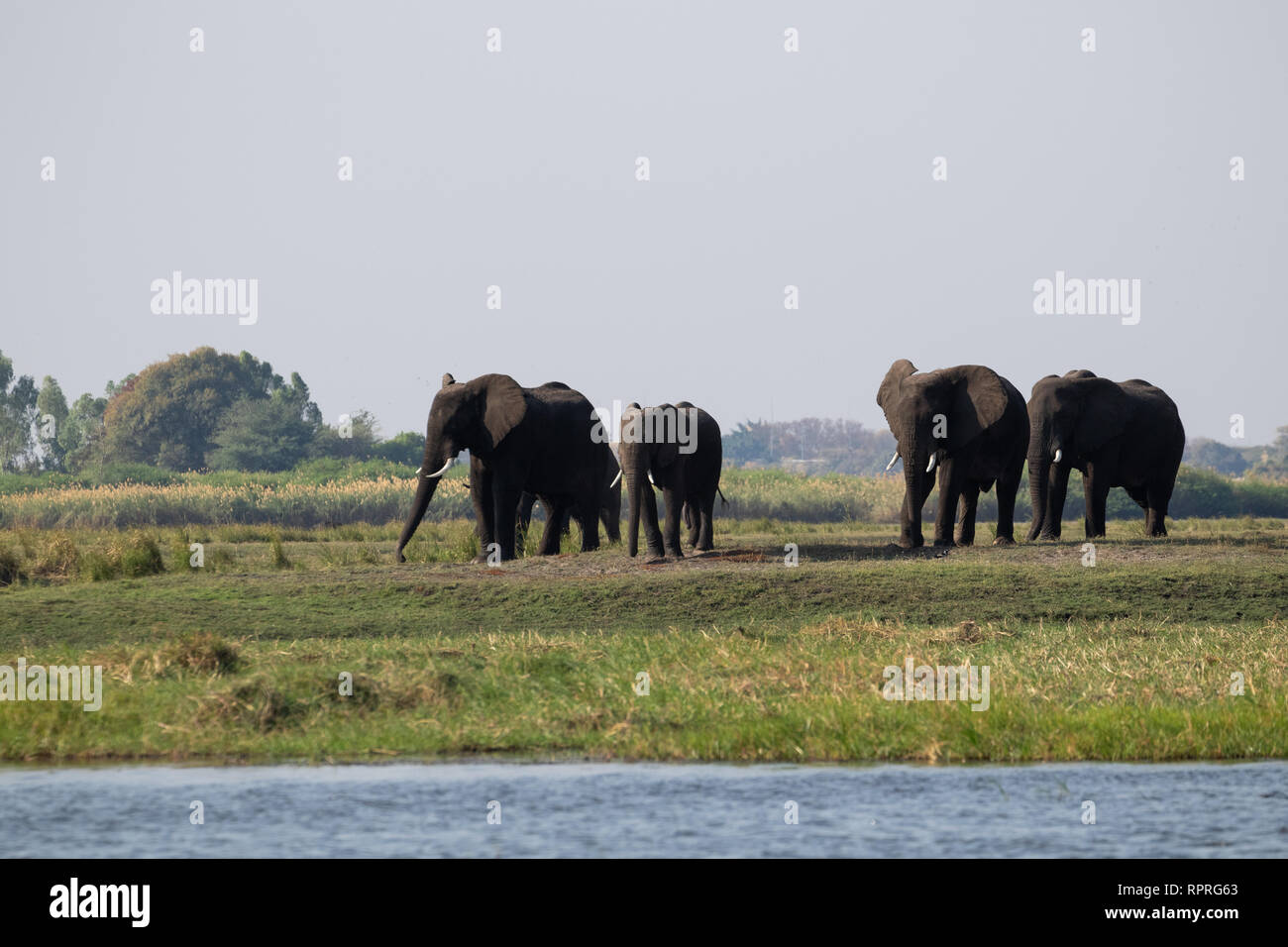 Small town of kasane hi-res stock photography and images - Alamy