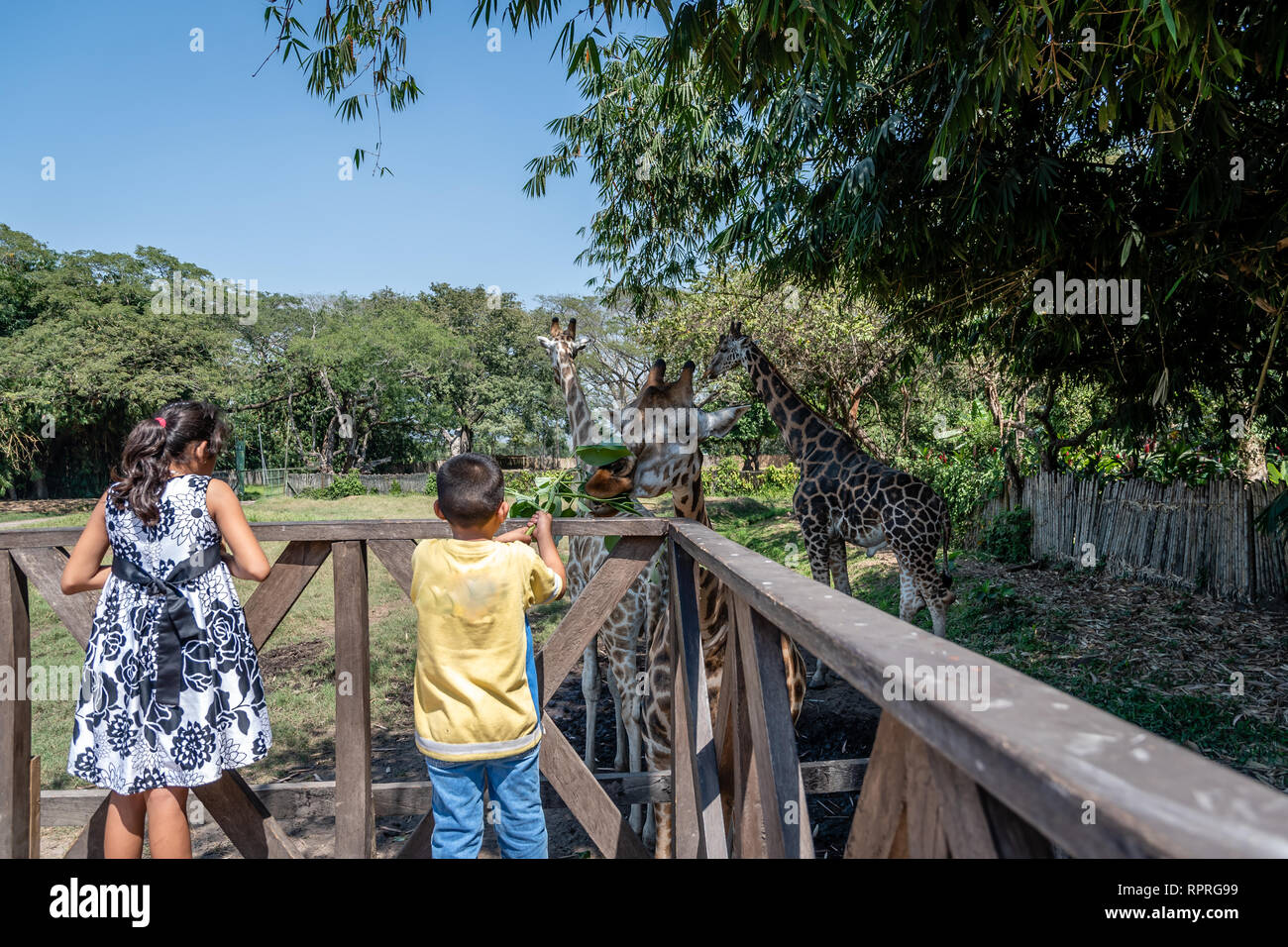 latin family feeding giraffe in Guatemalan zoo Stock Photo - Alamy