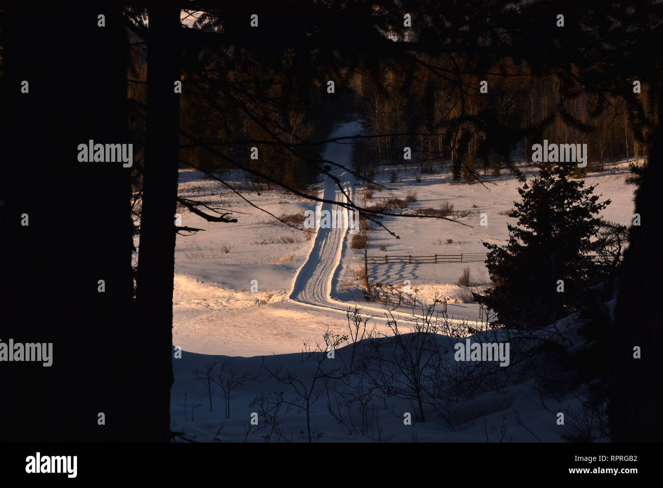 Winter stroll in the forest Stock Photo - Alamy