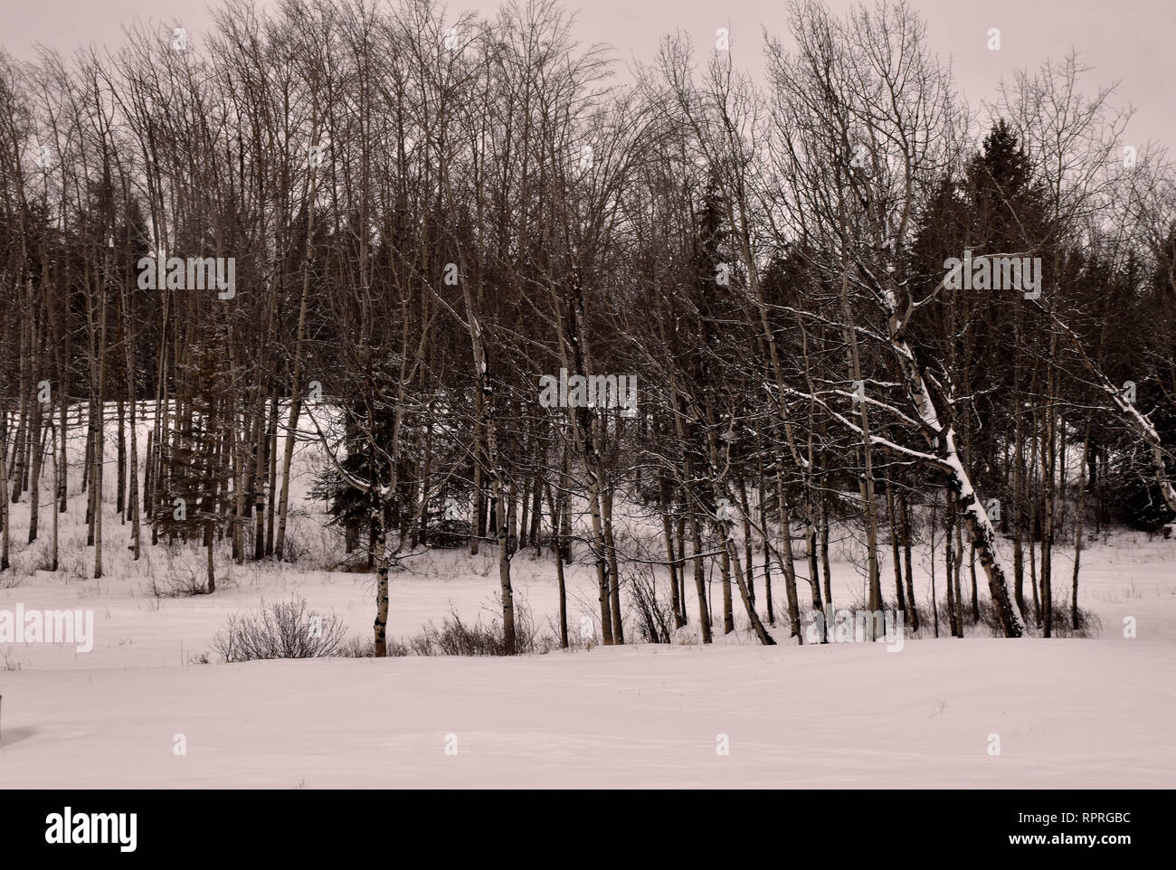 Winter stroll in the forest Stock Photo - Alamy