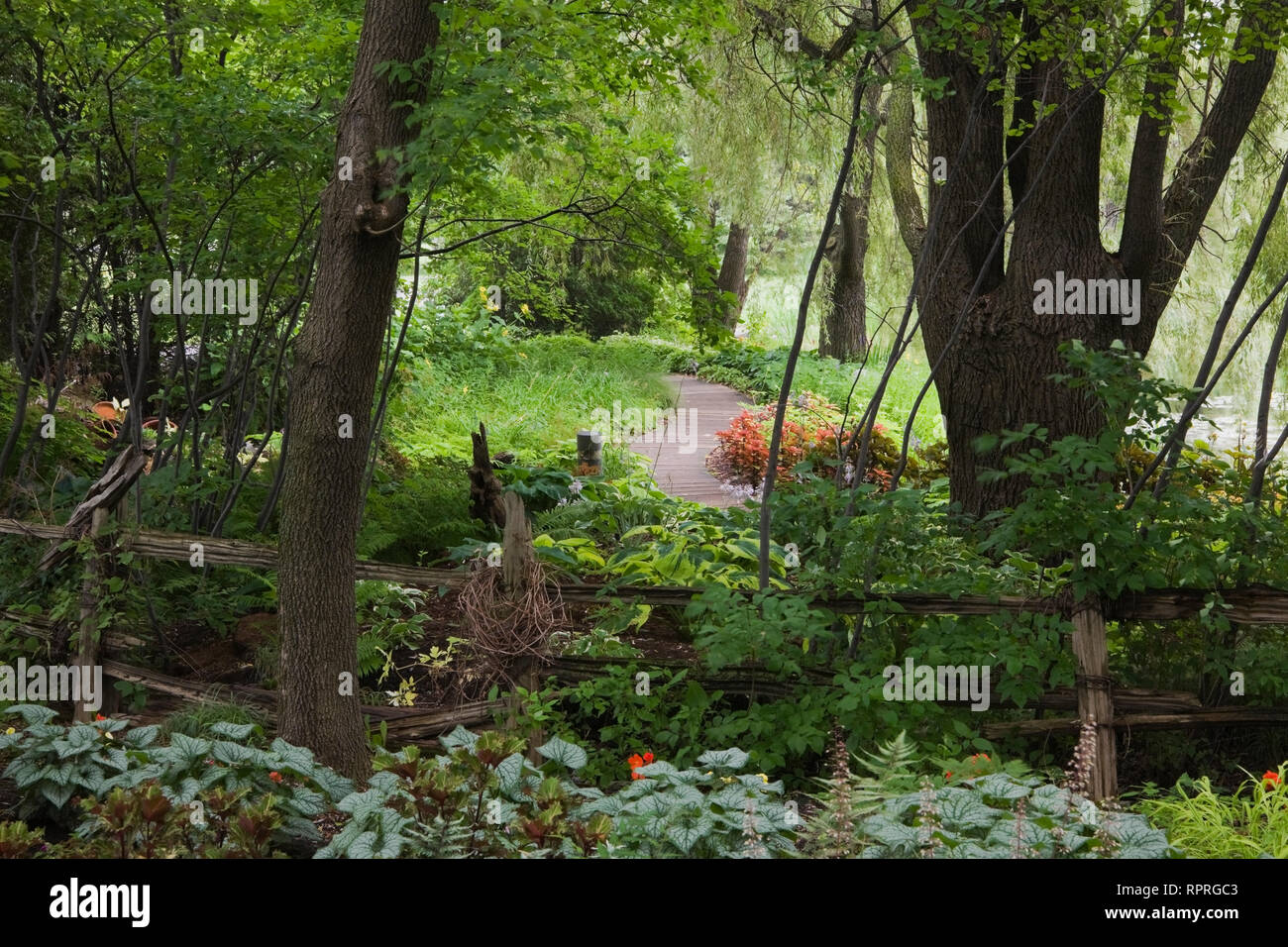 Wooden walkway through deciduous trees and borders with plants in ...