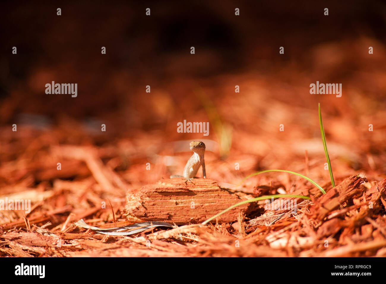 Anole Lizard in natural habitat near houses in Hollywood, Florida ...