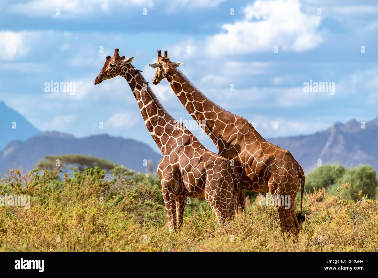 Two reticulated giraffes (Giraffa camelopardalis reticulata) survey the late afternoon scene in ...