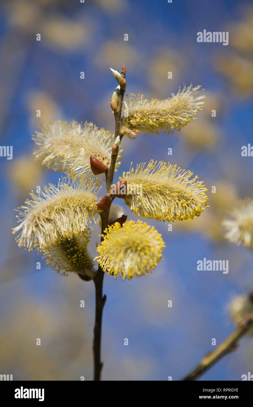 Salix buds hi-res stock photography and images - Alamy