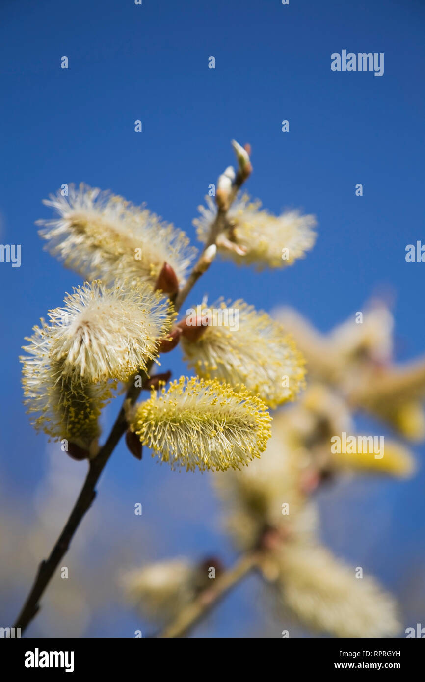 Salix tree flower hi-res stock photography and images - Alamy