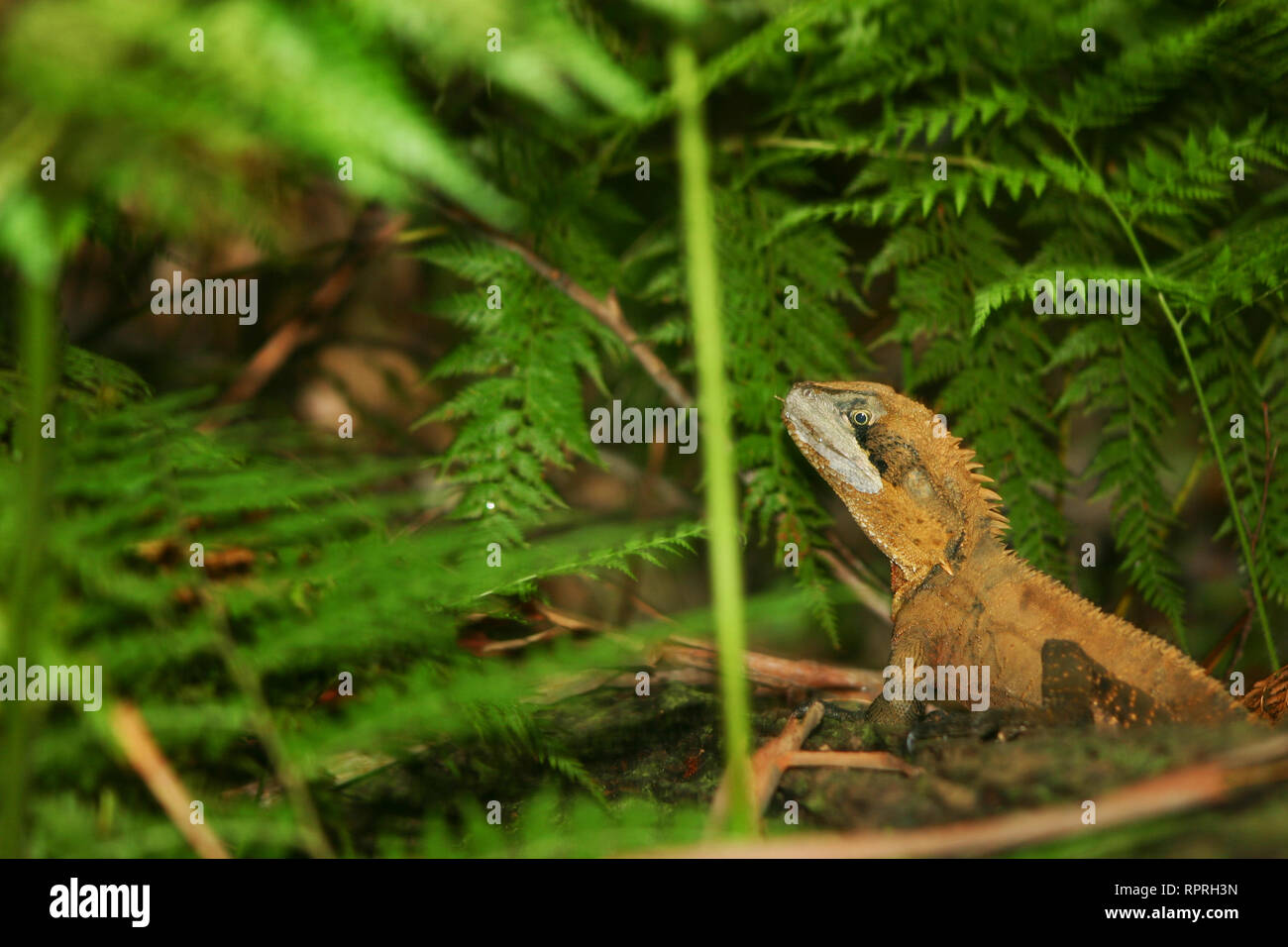 Australian Water Dragon in the wild. Photo taken at Forestville Park ...