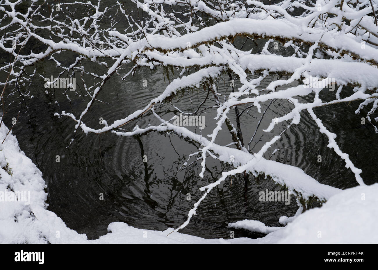 Snow on branches by a river with ripples from water drops and ...