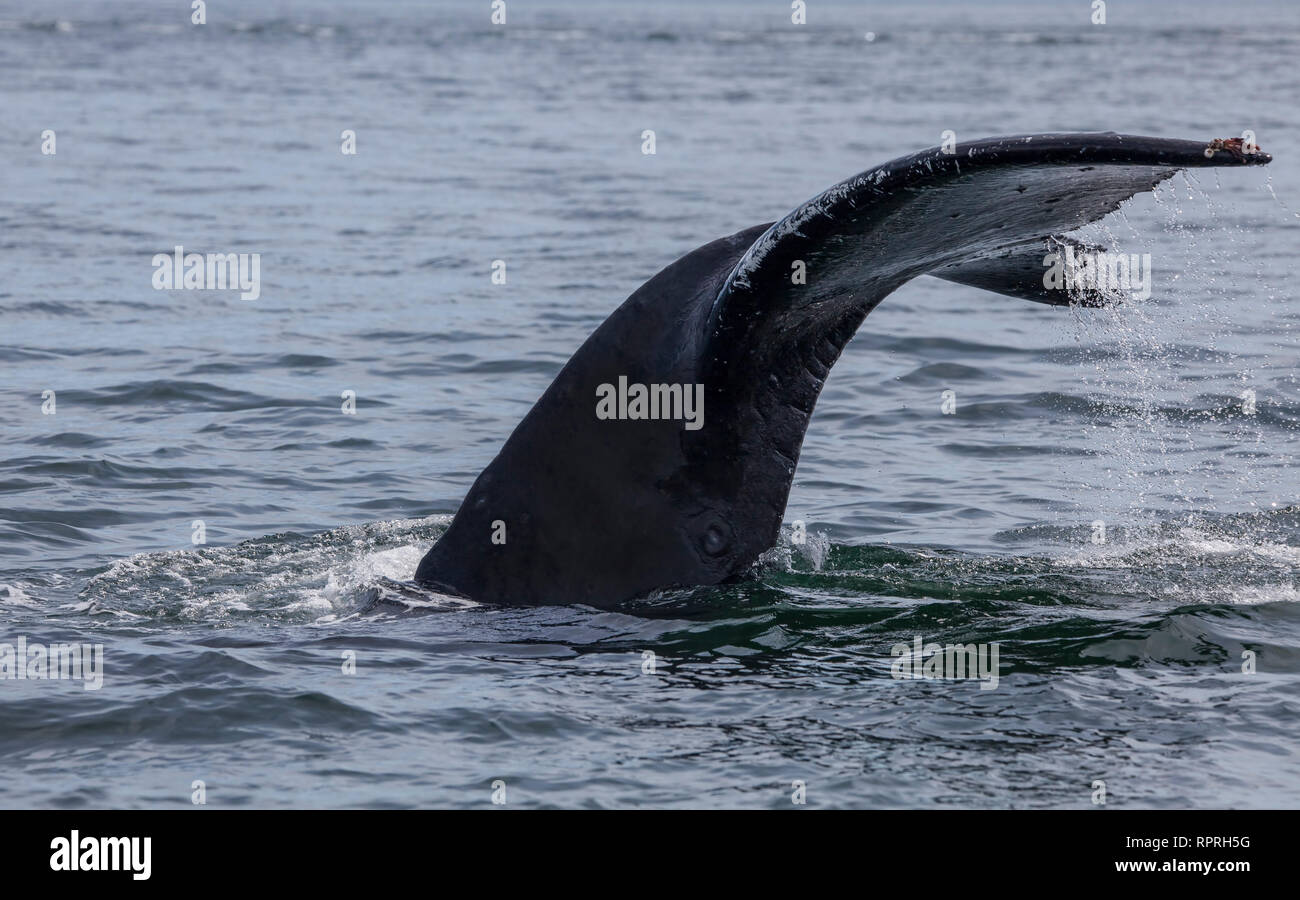 Humpback whale tale with water dripping down in Southeast Alaska Stock ...