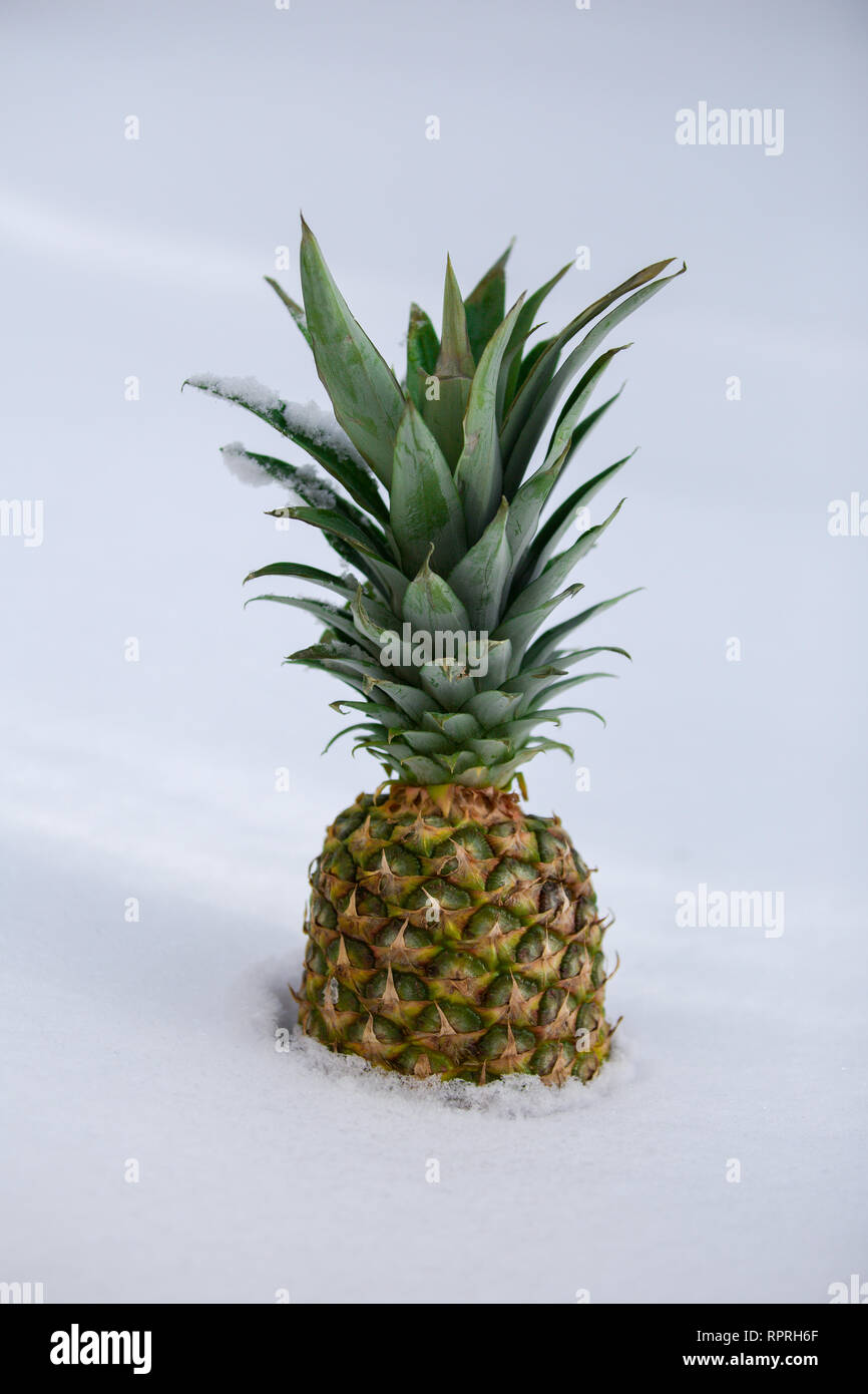 Pineapple fruit in snow Stock Photo - Alamy