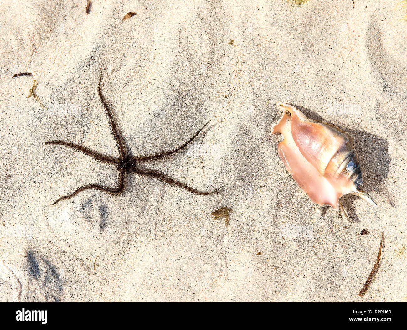Brittle starfish hi-res stock photography and images - Alamy