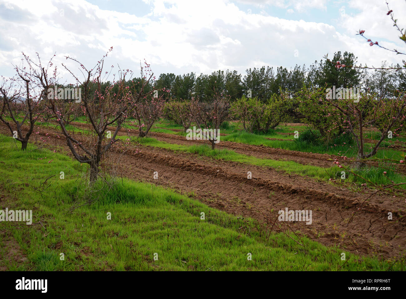 Peach farm hi-res stock photography and images - Alamy