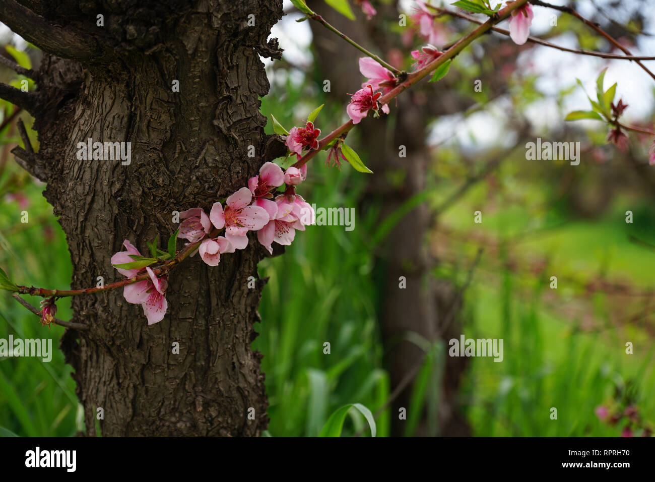 Peach farm hi-res stock photography and images - Alamy