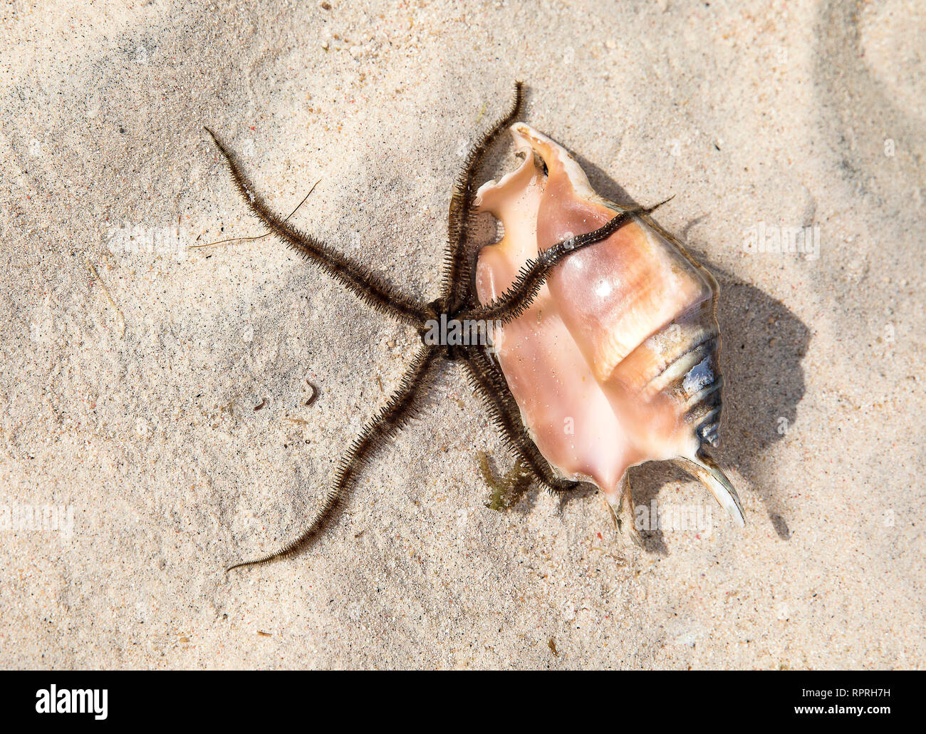 Starfish photo hi-res stock photography and images - Alamy