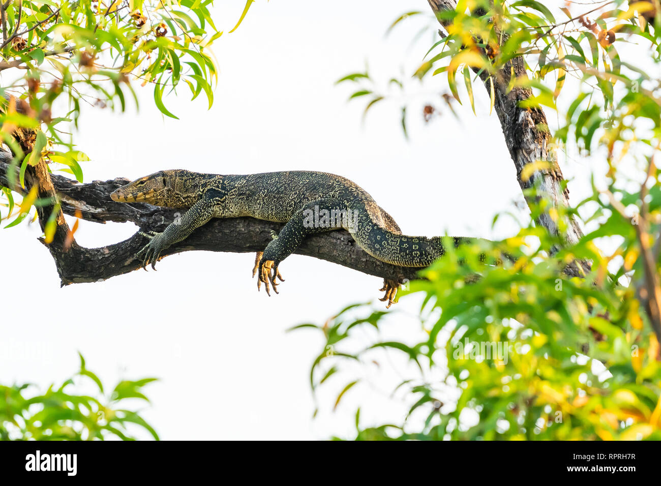 Asian water monitor lying down on a tree branch isolated on white ...