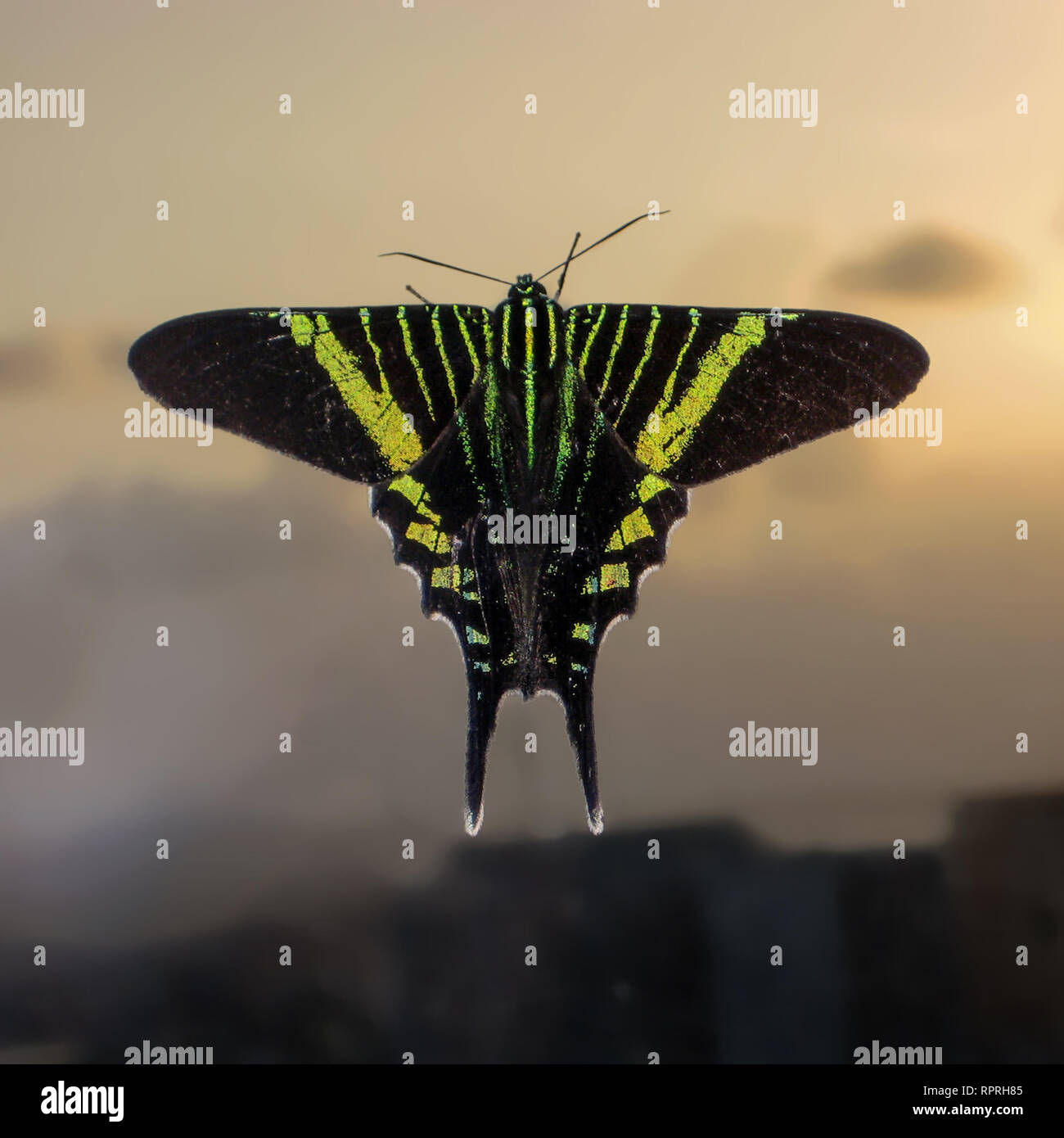 A Urania swallowtail moth (Urania fulgens) on a window in Panama Stock ...