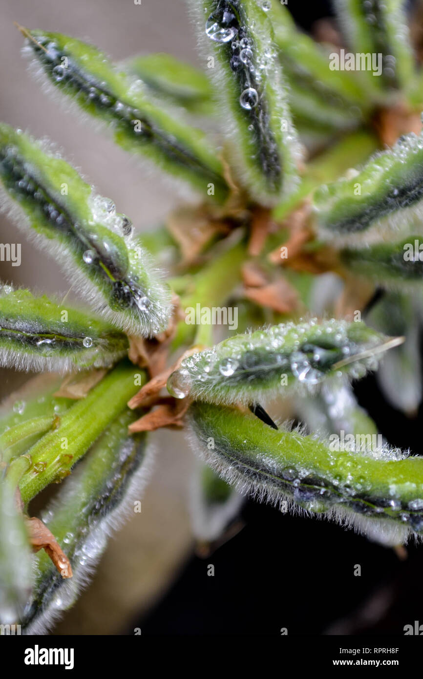 Fuzzy seed pods hi-res stock photography and images - Alamy