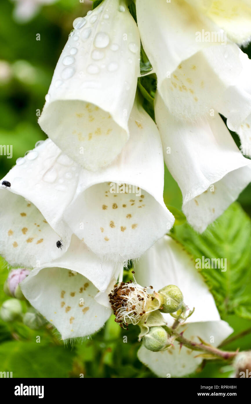 Common foxglove white hi-res stock photography and images - Alamy
