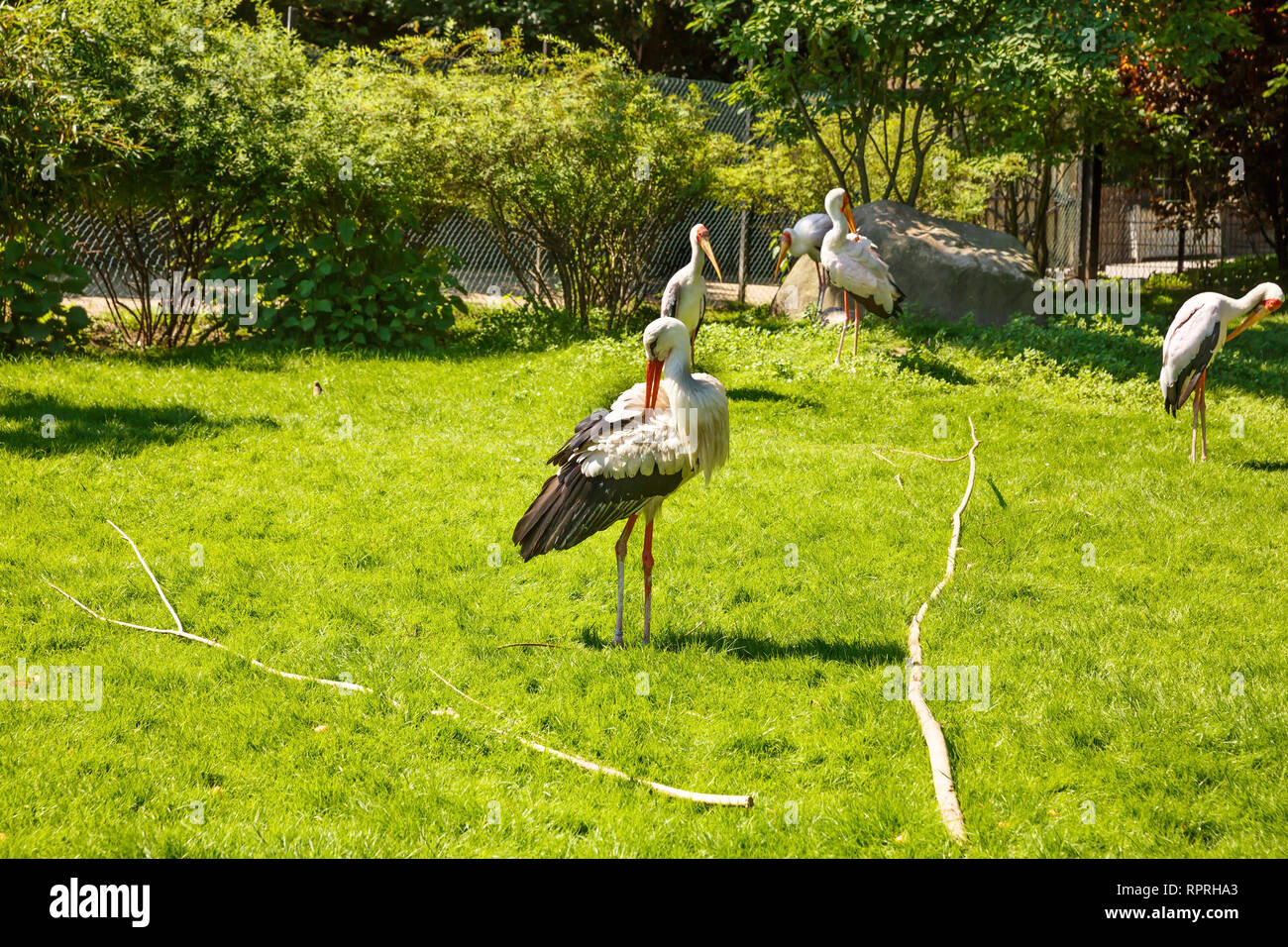 Black white storks in zoo hi-res stock photography and images - Alamy