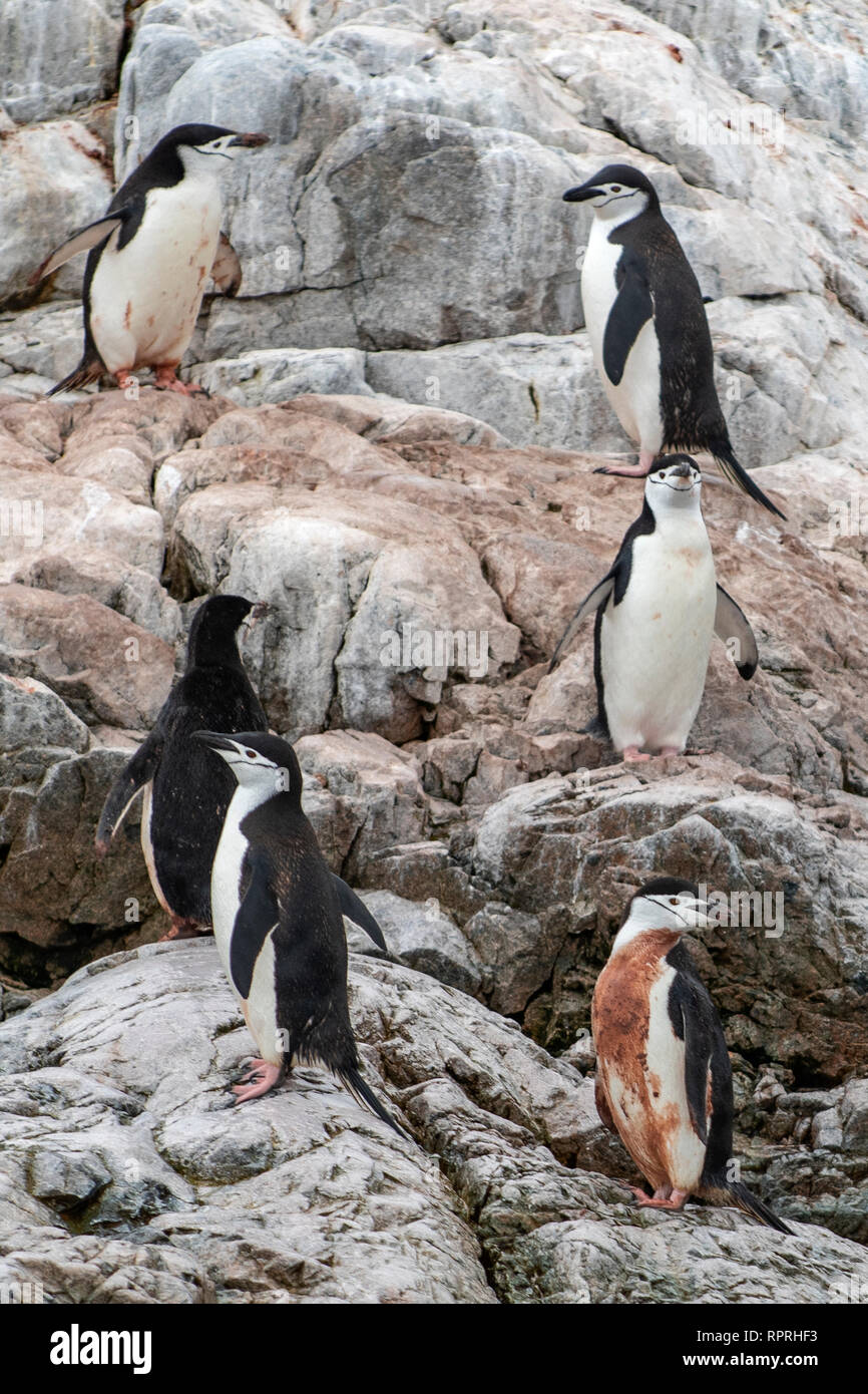 Antarctic penguin habitat hi-res stock photography and images - Alamy