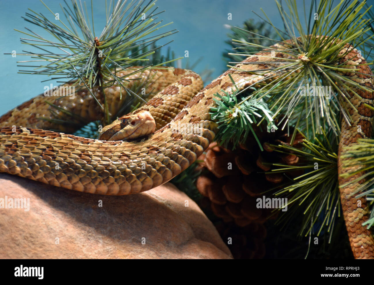 Mexican rattlesnake hi-res stock photography and images - Alamy