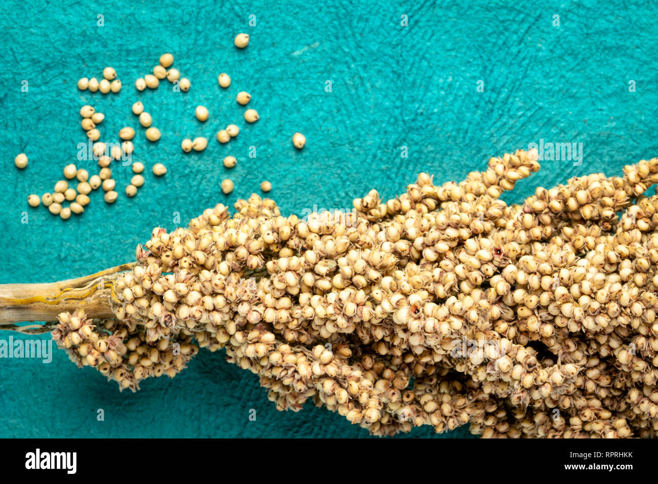 Sorghum seeds hi-res stock photography and images - Alamy