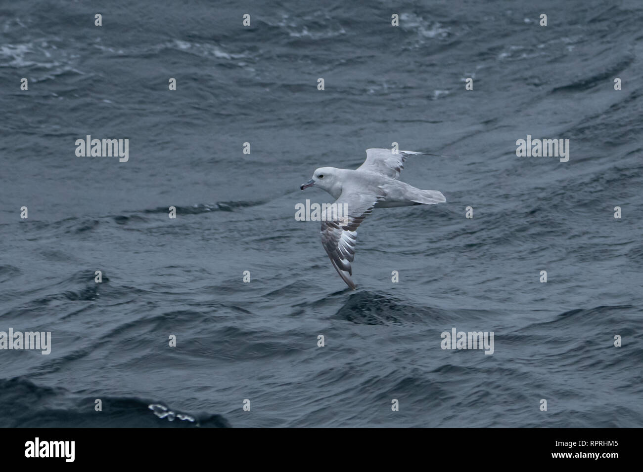 Remote island wildlife hi-res stock photography and images - Alamy