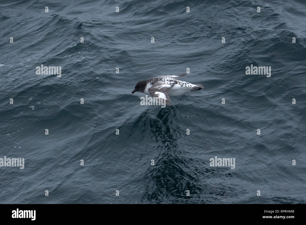 Petrel cape daption capense hi-res stock photography and images - Alamy