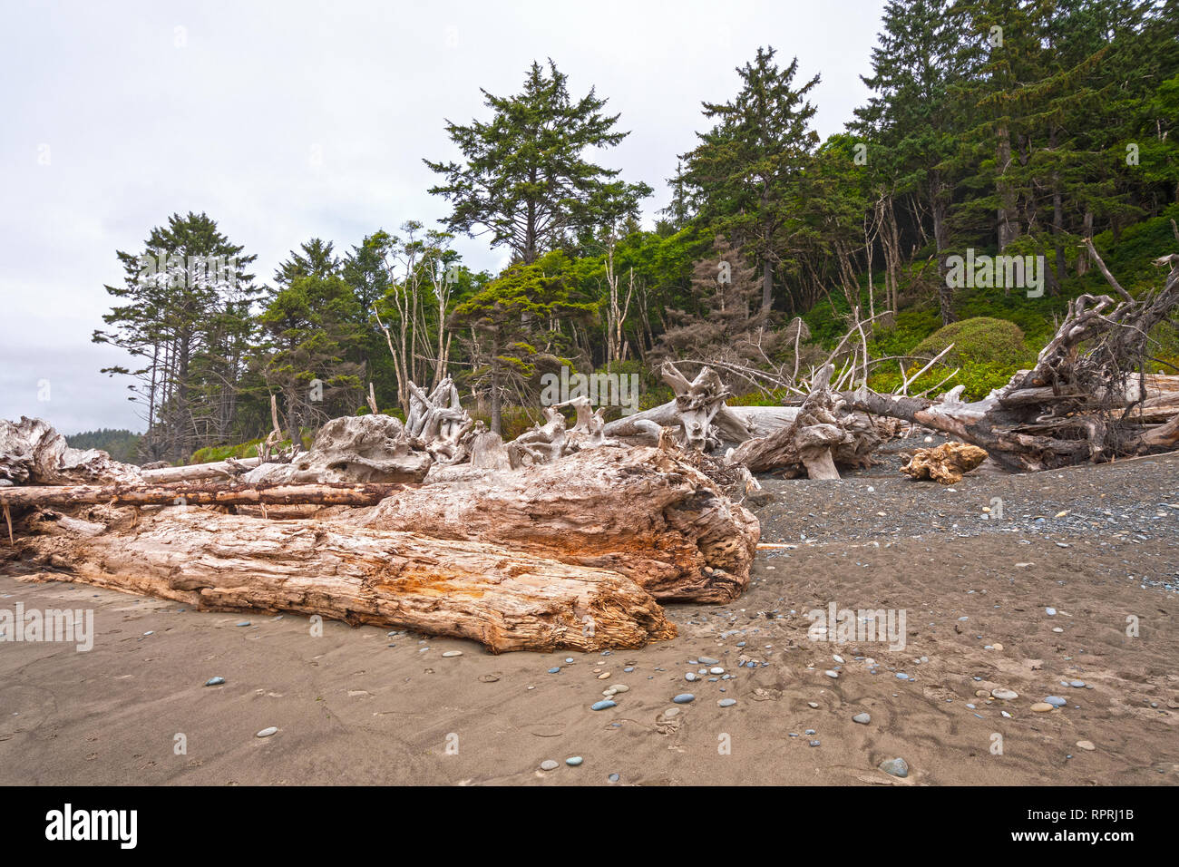 Massive Logs and Windblown Trees on the Coast on Rialton Beach in ...