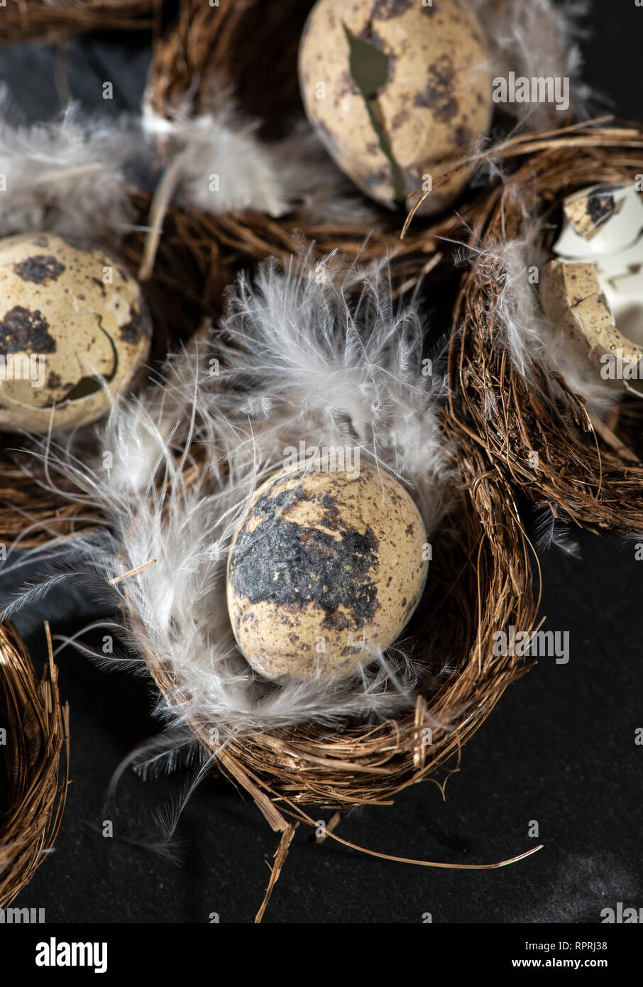 Eggs in nest and white feathers. Easter concept with small eggs on dark ...