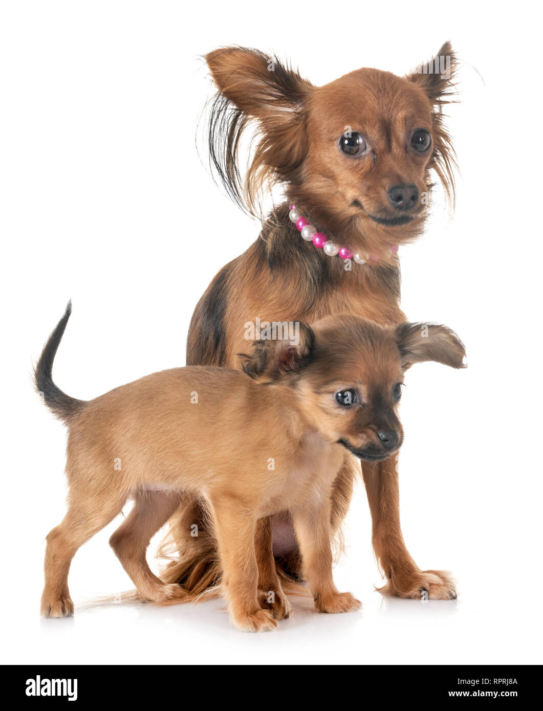puppy Russkiy Toy and adult in front of white background Stock Photo ...
